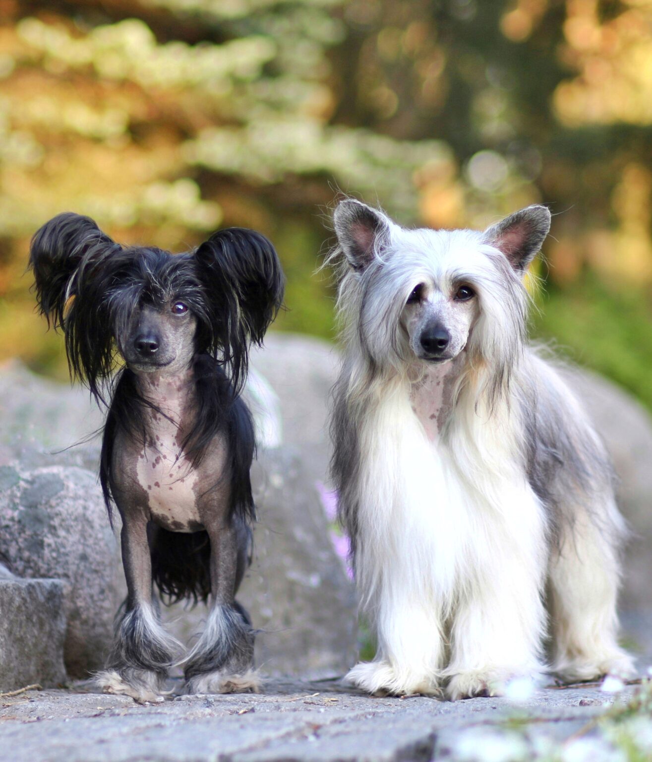 Pomeranian ja kleinspitz | Suomen Kääpiökoirat ry